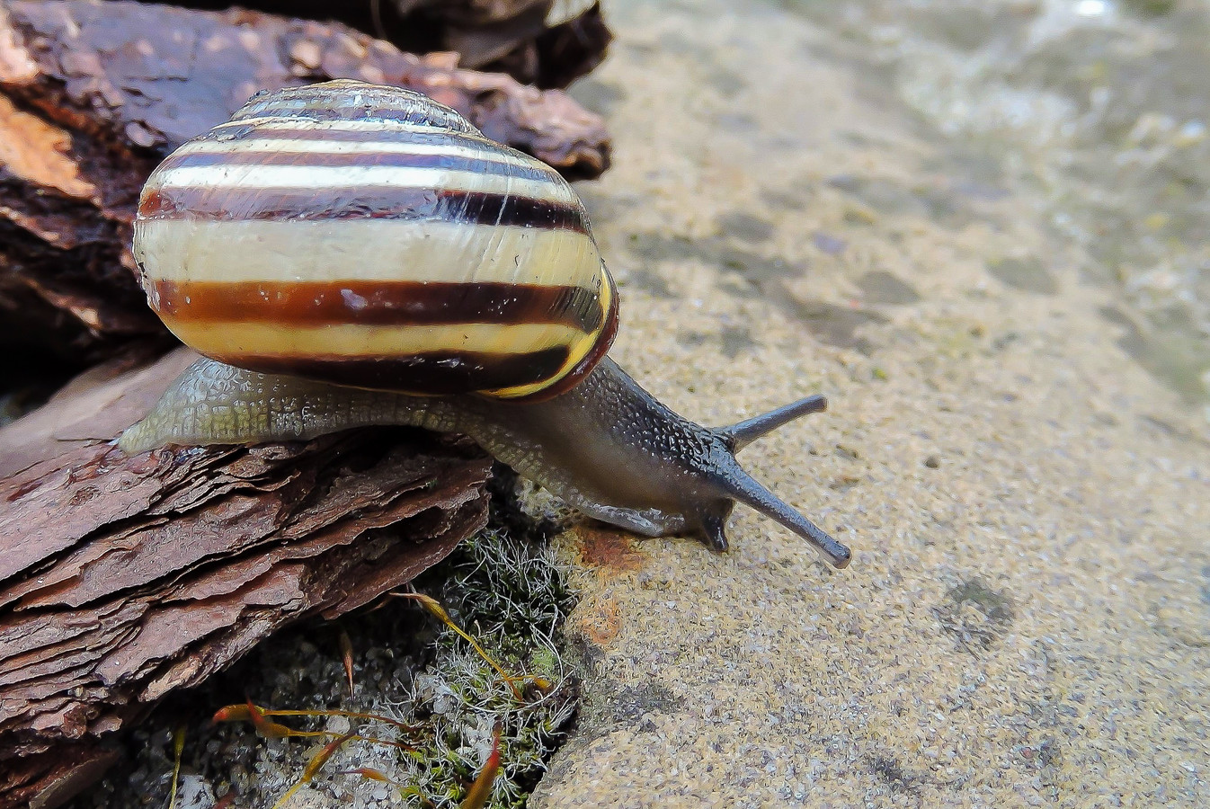 Kijk met andere ogen naar slakken: gegarandeerd dat je dan meer respect ...