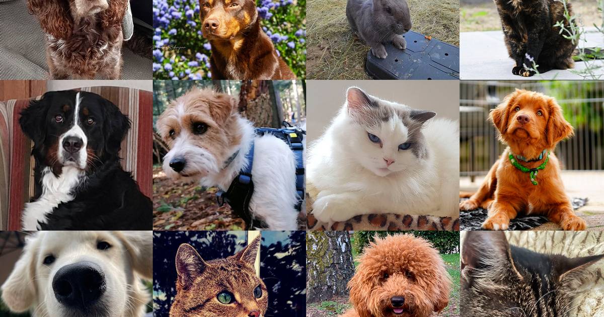 Vergeet Snoepie, Luna en Poes: dit zijn pas unieke namen voor ...