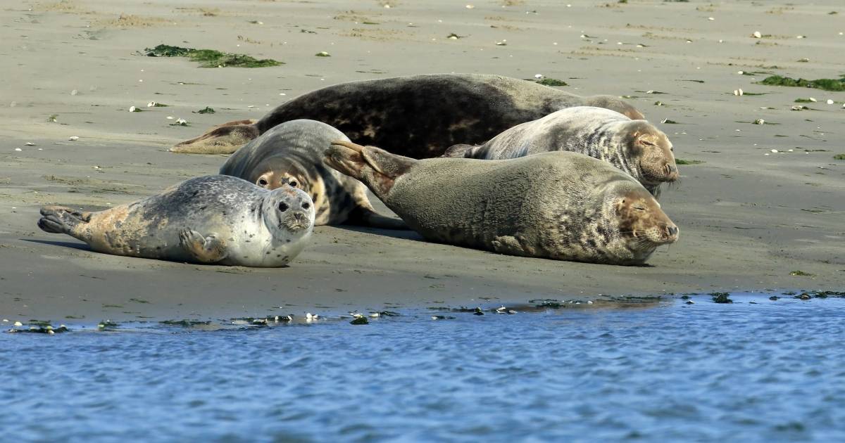 A Seal wil zeehonden beter beschermen tegen plastic afval: opruimactie ...