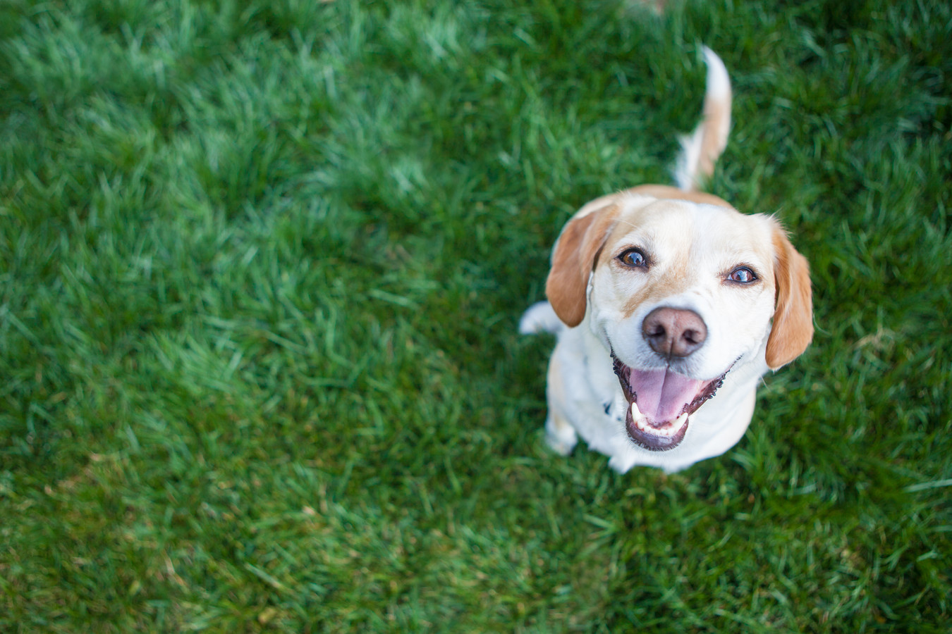 Nieuwegein moet meer hondenspeelveldjes krijgen: ‘Een hond die kan ...