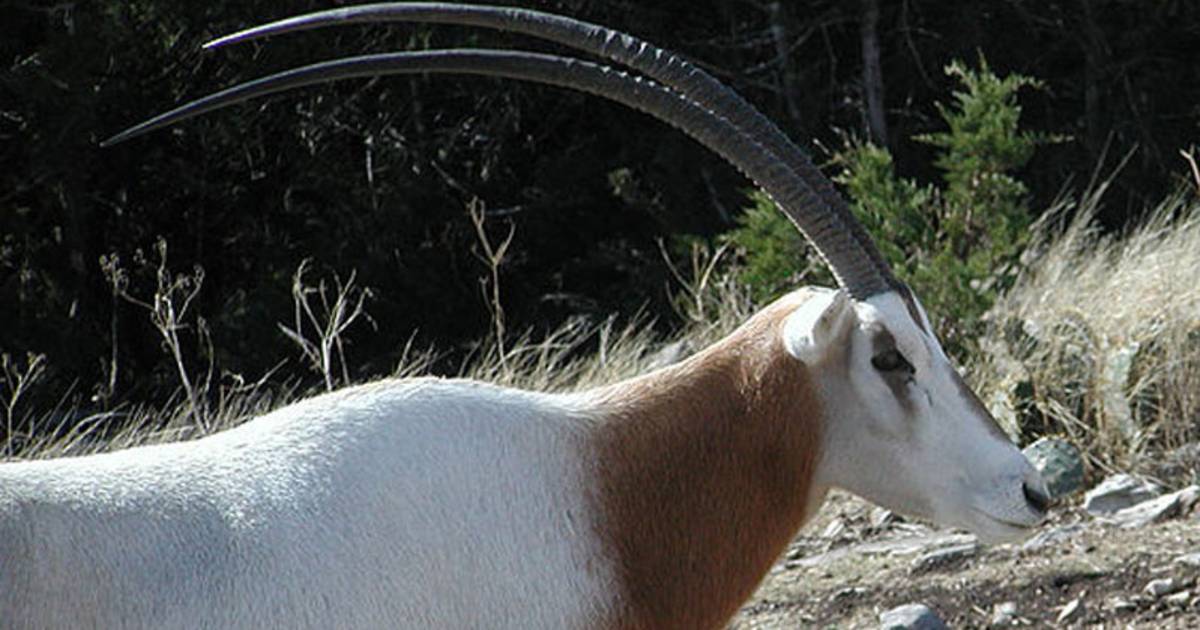 Pasgeboren algazel valt in sloot in Artis | Amsterdam | AD.nl