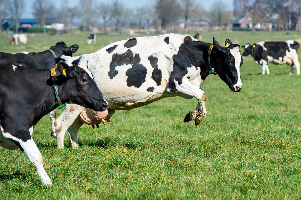 Mag een koe zomaar de wei in? Wel als die grond anders bemest wordt ...