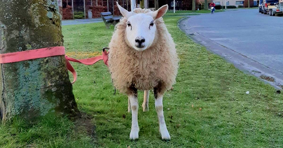 OPROEP. Wie is de eigenaar van dit schaap? | Evergem | hln.be
