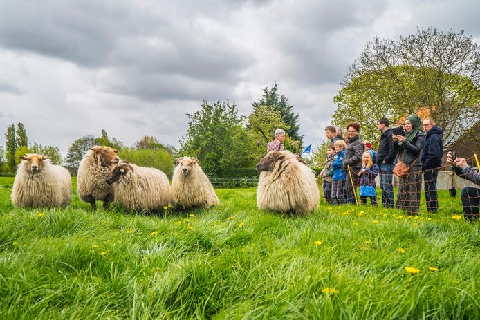 Leren over schapen drijven en de melkrobot | Delft | AD.nl