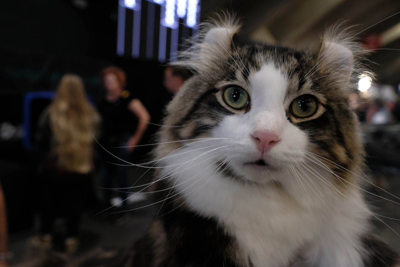 Mooiste katten ter wereld lokken veelvoud aan bezoekers naar Nekkerhal ...