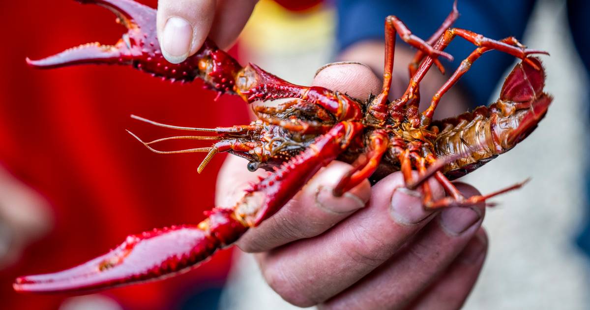 Jacht op ‘rode gevaar’ geopend: ‘Mensen moeten zelf rivierkreeften gaan ...
