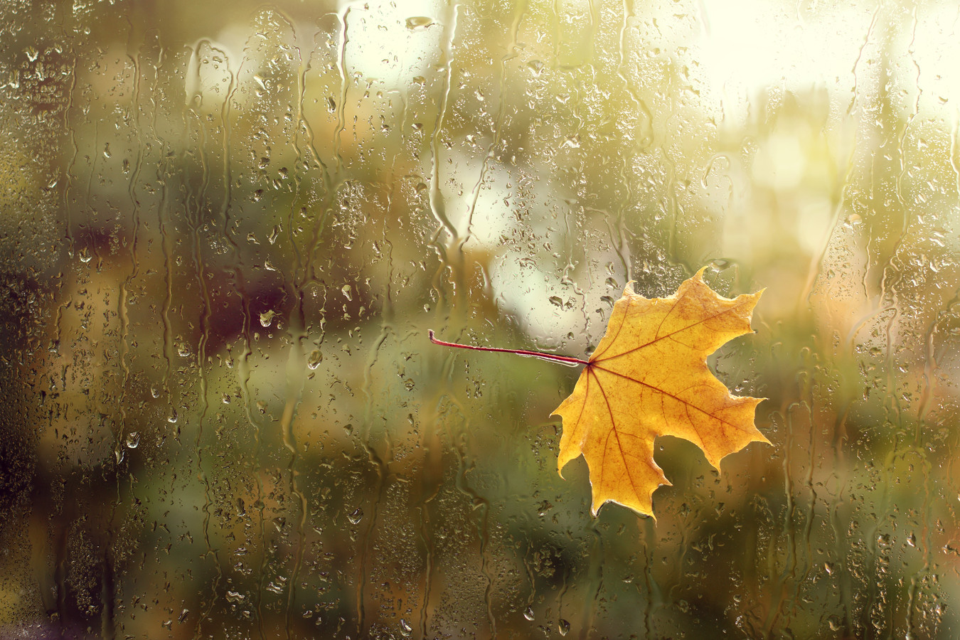 Een echte herfstdag met regen en veel wind | Foto | hln.be