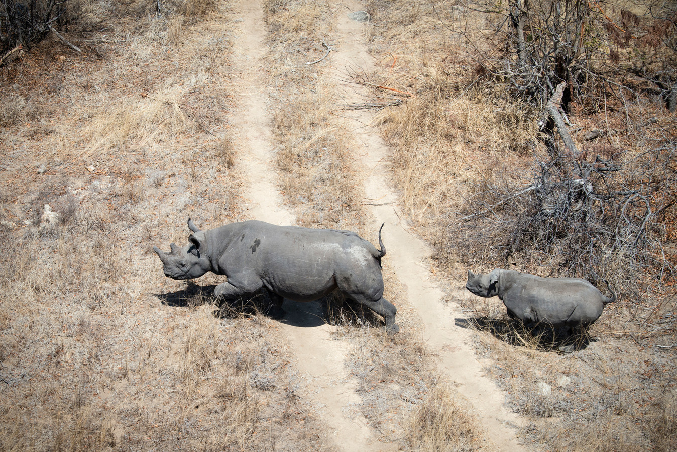 Daling aantal neushoorns in Zuid-Afrikaans Krugerpark is "zorgwekkend ...