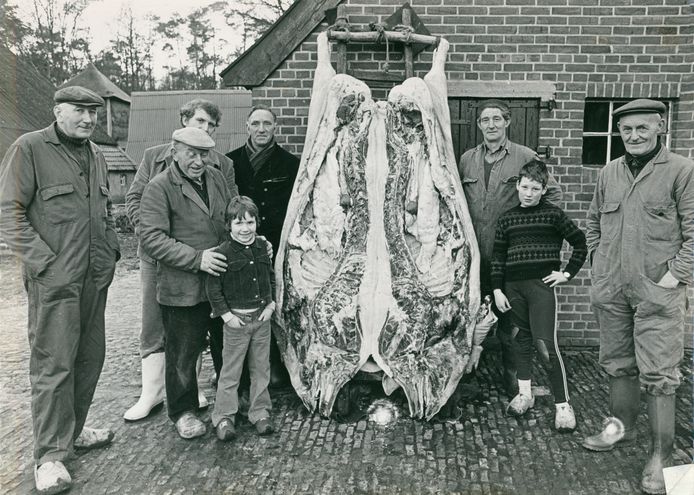 Traditie in de slachtmaand; varken op de leer en vetpriezen | Lochem ...