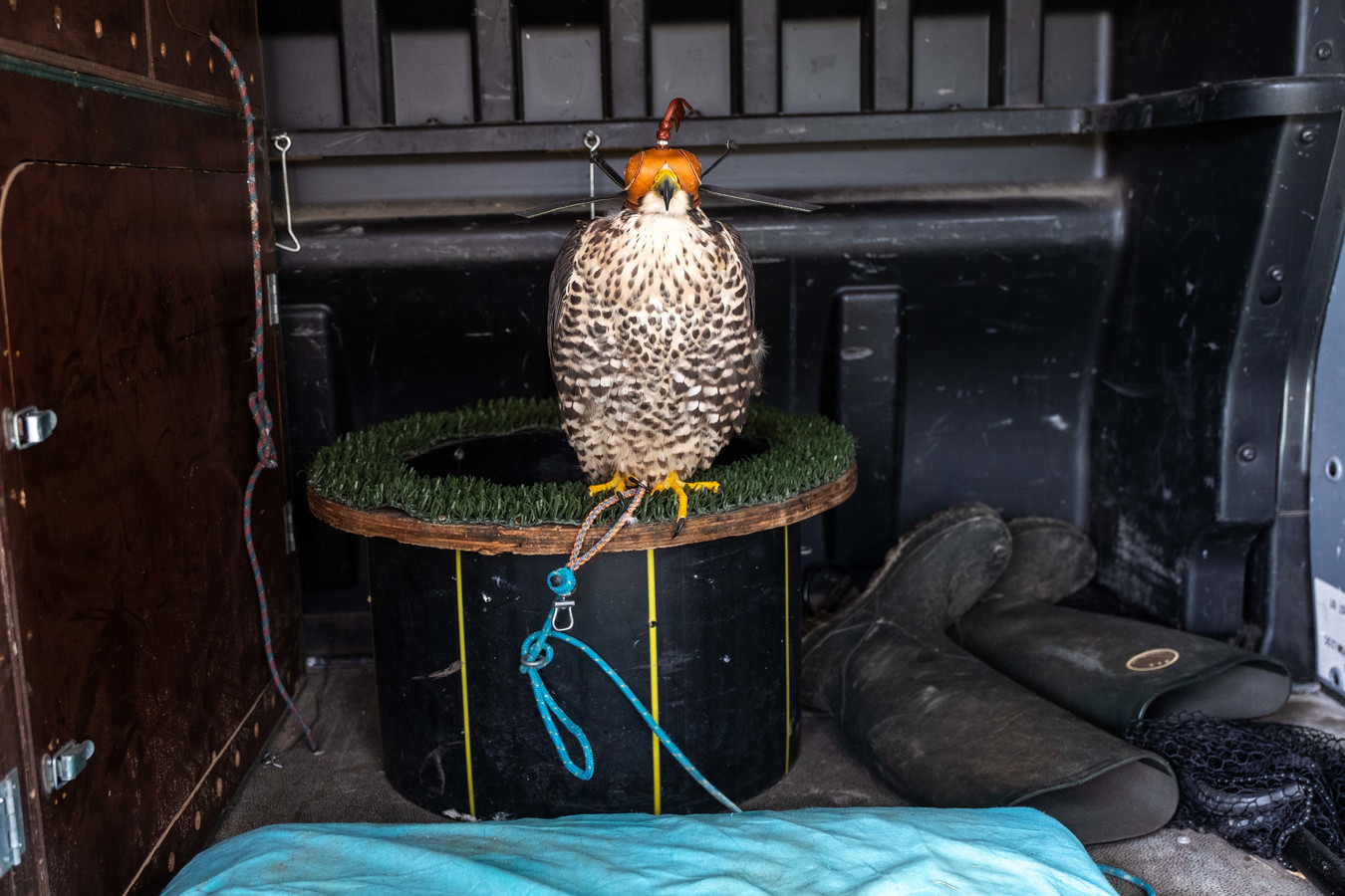 Wijndomein Oud Conynsbergh zet roofvogels in tegen hongerige bosduiven ...