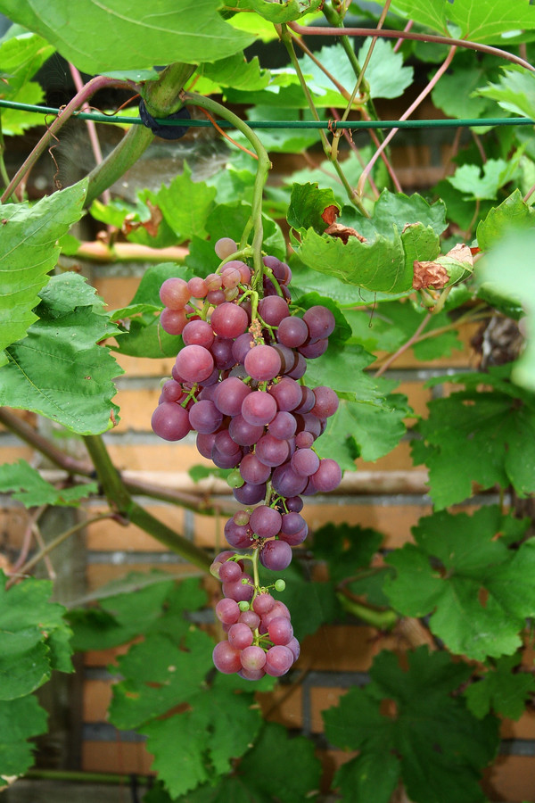 Nu is het ideale moment om een druivelaar te planten: “Nieuwe rassen ...