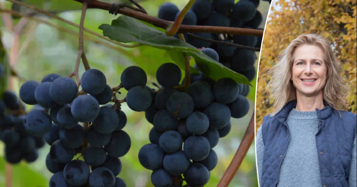Nu is het ideale moment om een druivelaar te planten: “Nieuwe rassen ...