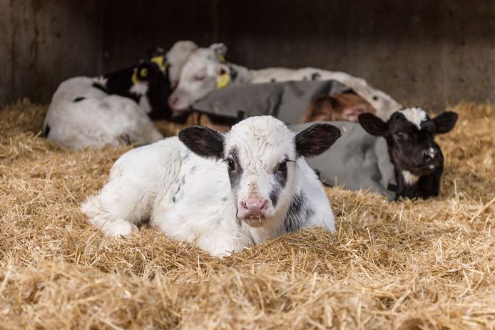 Fuite Veal Tubbergen zet mes in aantal slachtingen | Tubbergen ...