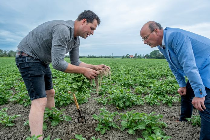 Veerse aardappelen door nattigheid laat de grond in en laat eruit; ‘Maar van een misoogst ...