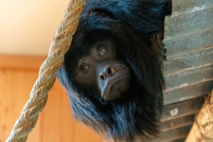 Drie zwarte brulapen nieuw in ZooParc Overloon | Boxmeer | gelderlander.nl