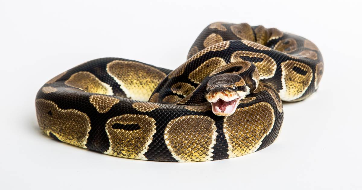 Felgele koningspython op de stoep: studenten schrikken zich rot ...