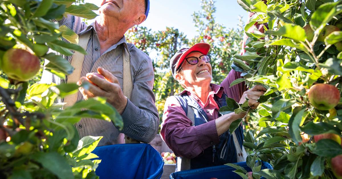 Oogsttijd voor appels en peren: Elk jaar ligt fruitteler André wakker ...