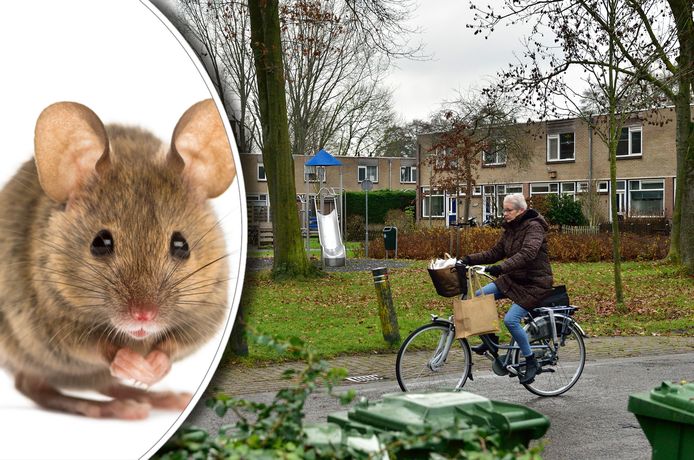 Bewoners geteisterd door muizen in huis: ‘Hoort ze ’s nachts boven je ...