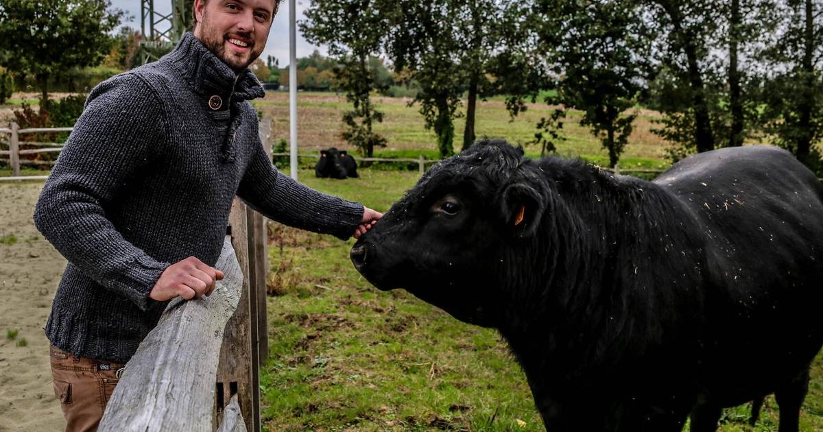 Argendael kweekt eigen Black Angus | Kortrijk | hln.be