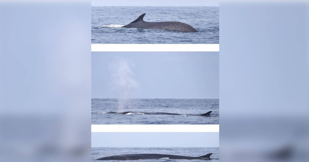 Un rorqual de plus de 20 mètres et pesant 70 tonnes aperçu dans le sud ...