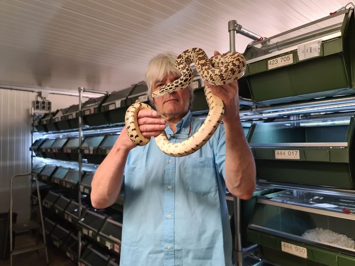 Ontsnapte giftige slang zit vermoedelijk nog in huis, denkt deze expert ...