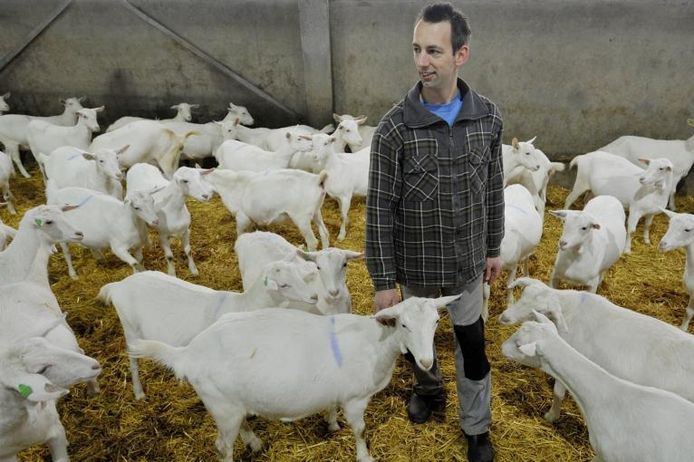 Geitenhouders gaan nieuwe lente in | Hilvarenbeek | bd.nl