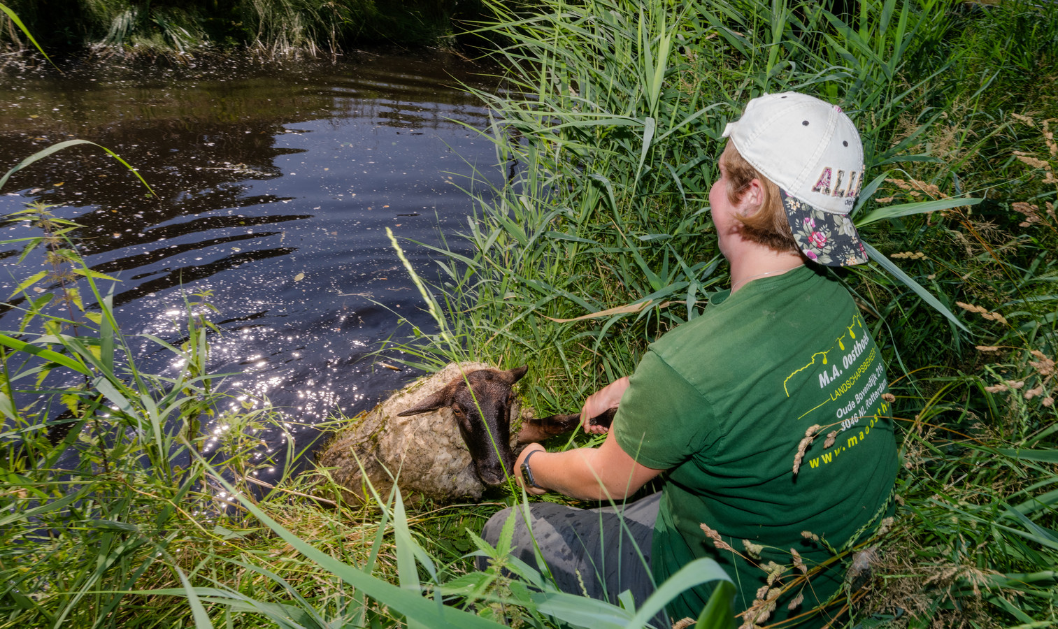 Oplossingen voor overschot schapenwol: ‘Belandt nu vaak in ...