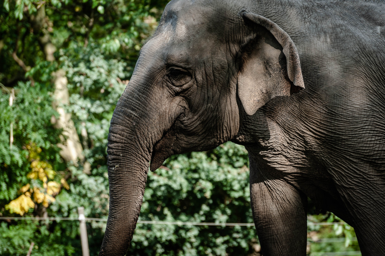 Irma, de oudste olifant van Nederland, op 53-jarige leeftijd overleden ...