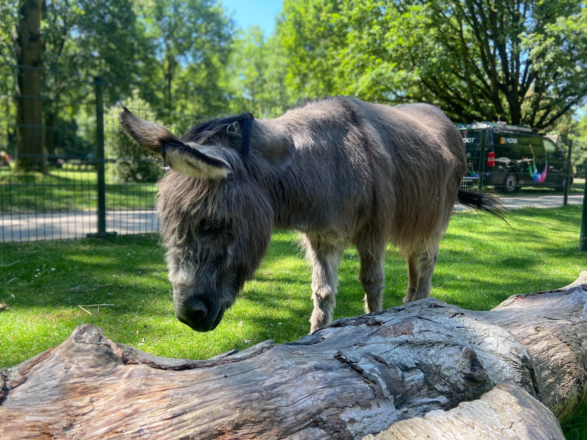Ezel Basje heeft de uitzonderlijke leeftijd van 46 jaar: ‘In ...