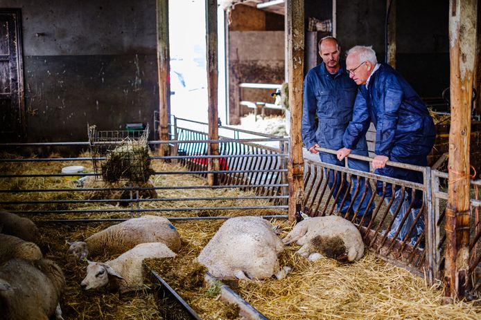 Toch hoopvol nieuws blauwtong: test met nieuw vaccin start al volgende ...