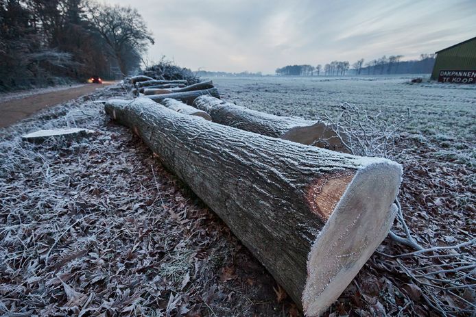 Boer had laanbomen in Joppe ‘hoe dan ook’ niet mogen kappen: ‘Als ...