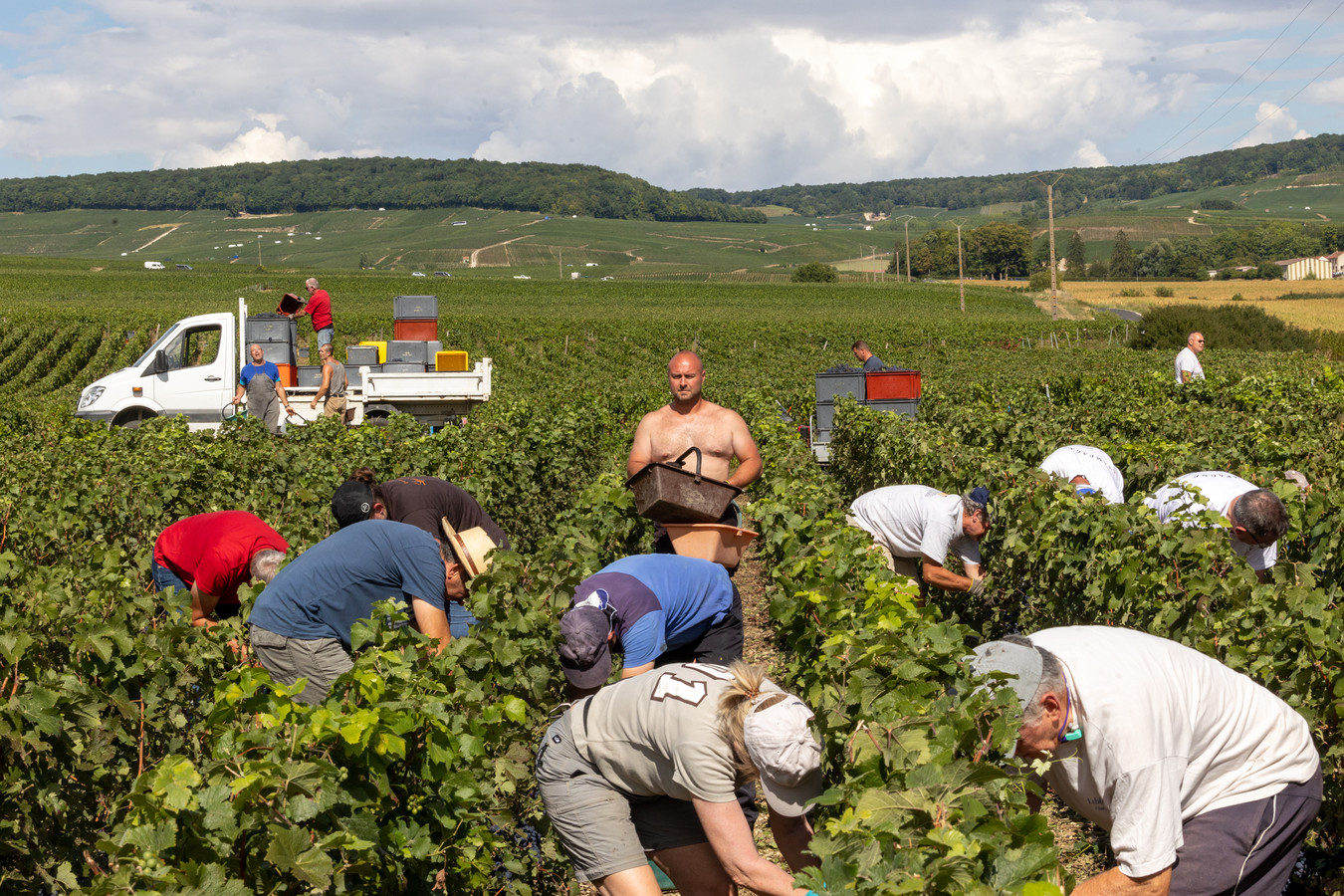 REPORTAGE. Op bezoek bij de enige Vlaamse druivenplukkers in de Franse ...