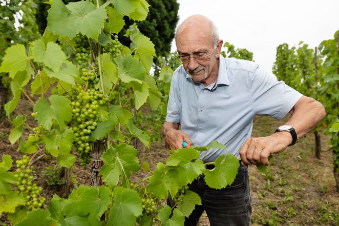 Rooise wijngaard gaat uitbreiden: ‘Niet alleen druiven kweken, maar ook ...