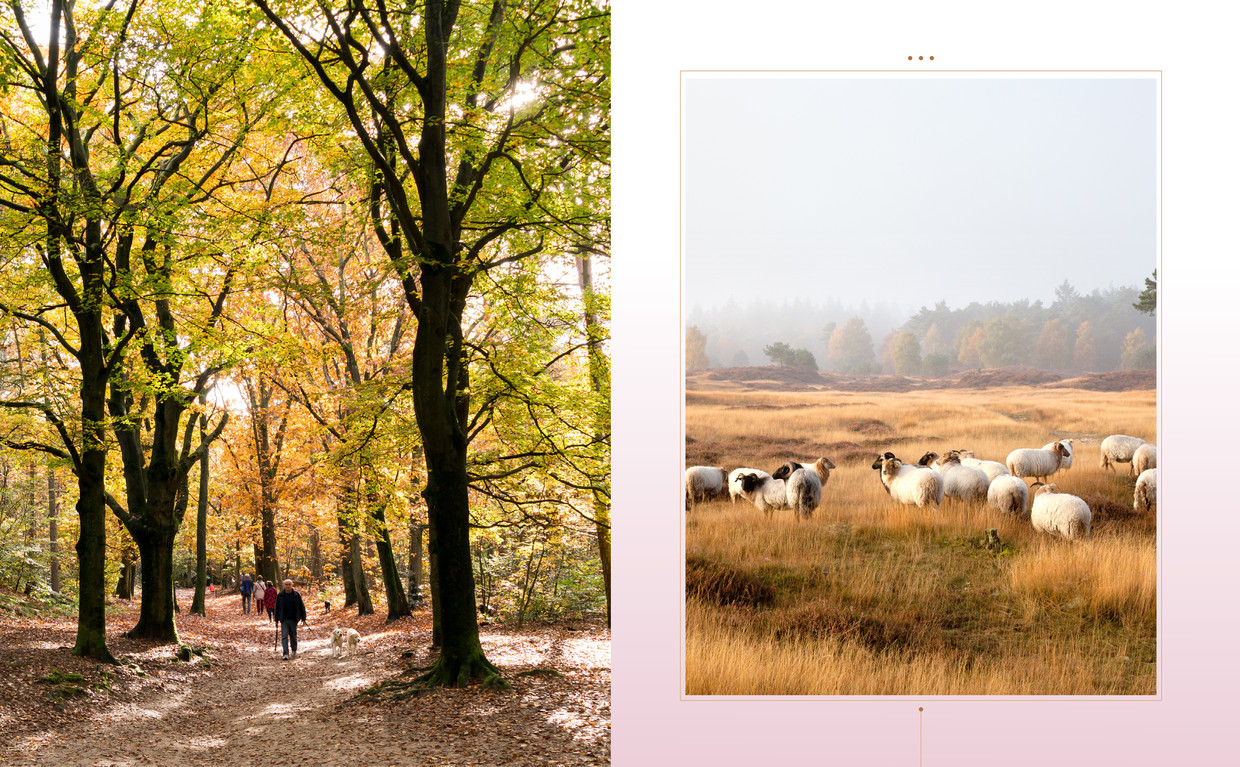 Dit zijn de mooiste plekjes op de Utrechtse Heuvelrug
