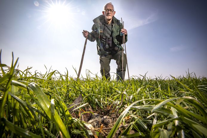 Johan uit Rossum heeft reddingsplan voor de kievit: ‘Gladgestreken ...