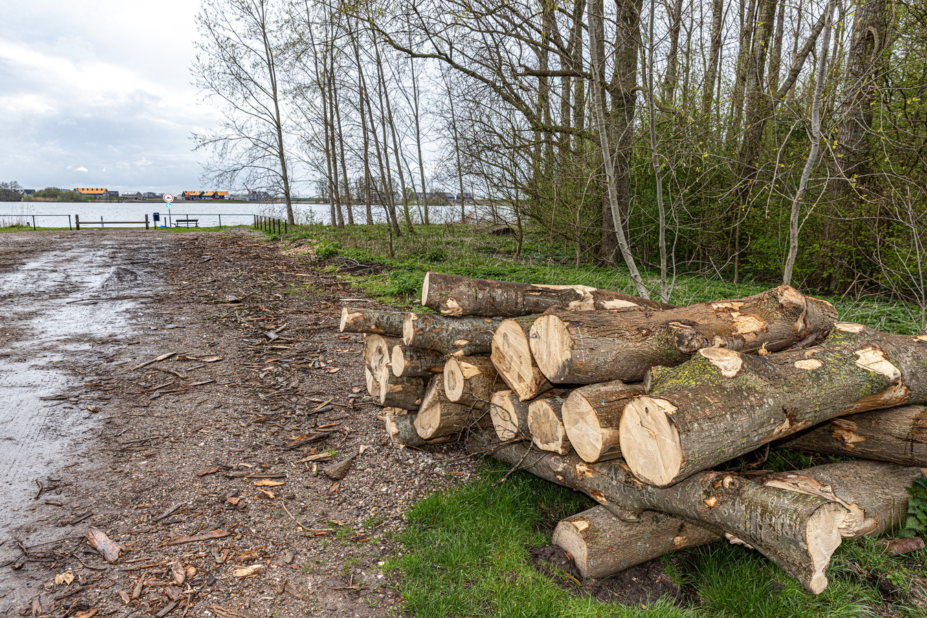 Massale bomenkap door verwoestende schimmel in Nederland (maar er is ...