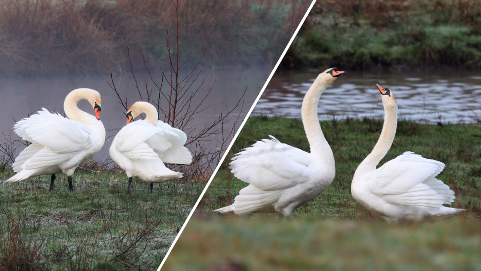 Roelie legt bijzondere ‘zwanendans’ vast in Hellendoorn: ‘Heb er uur ...