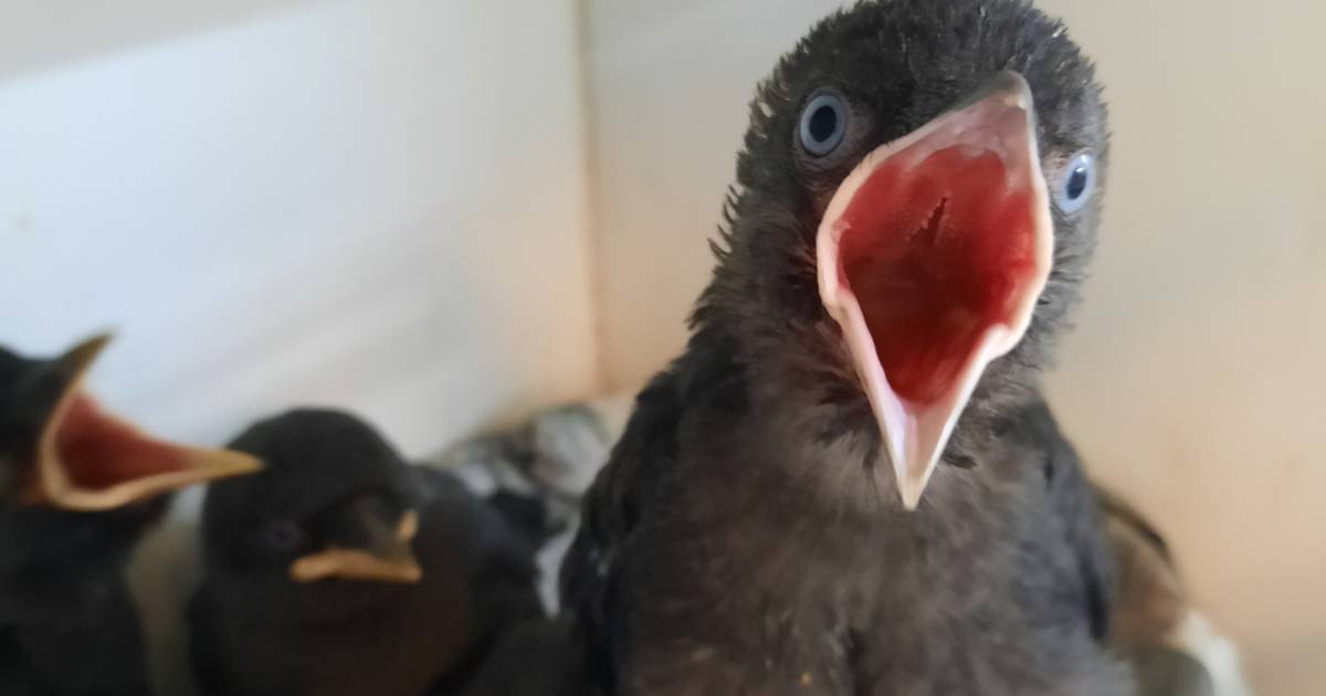 Creatief denken vereist bij het voeren van jonge vogels: bij een luide ...
