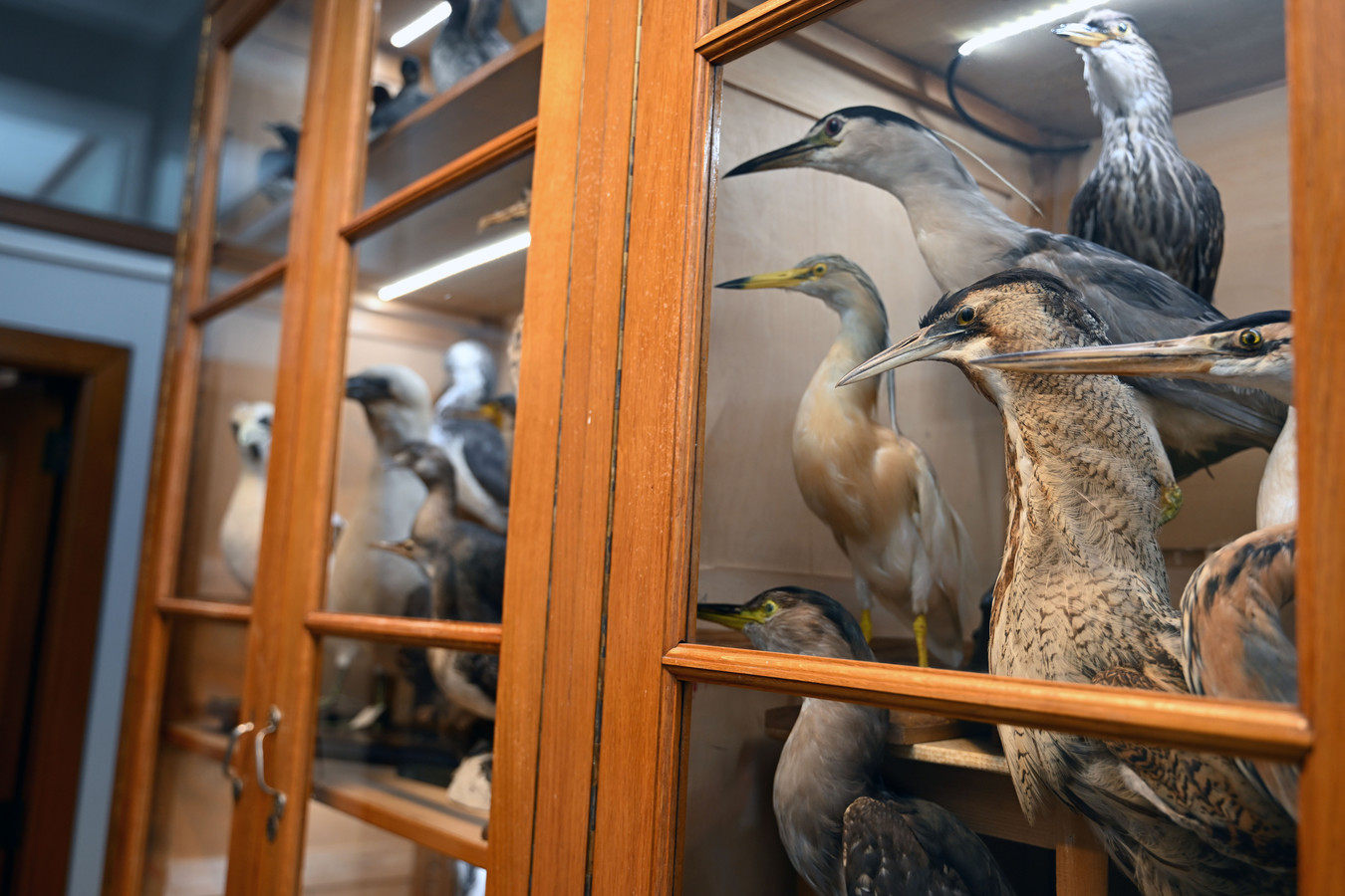 Leuvens ‘kleine, maar fijne’ natuurhistorisch museum gaat een onzekere ...