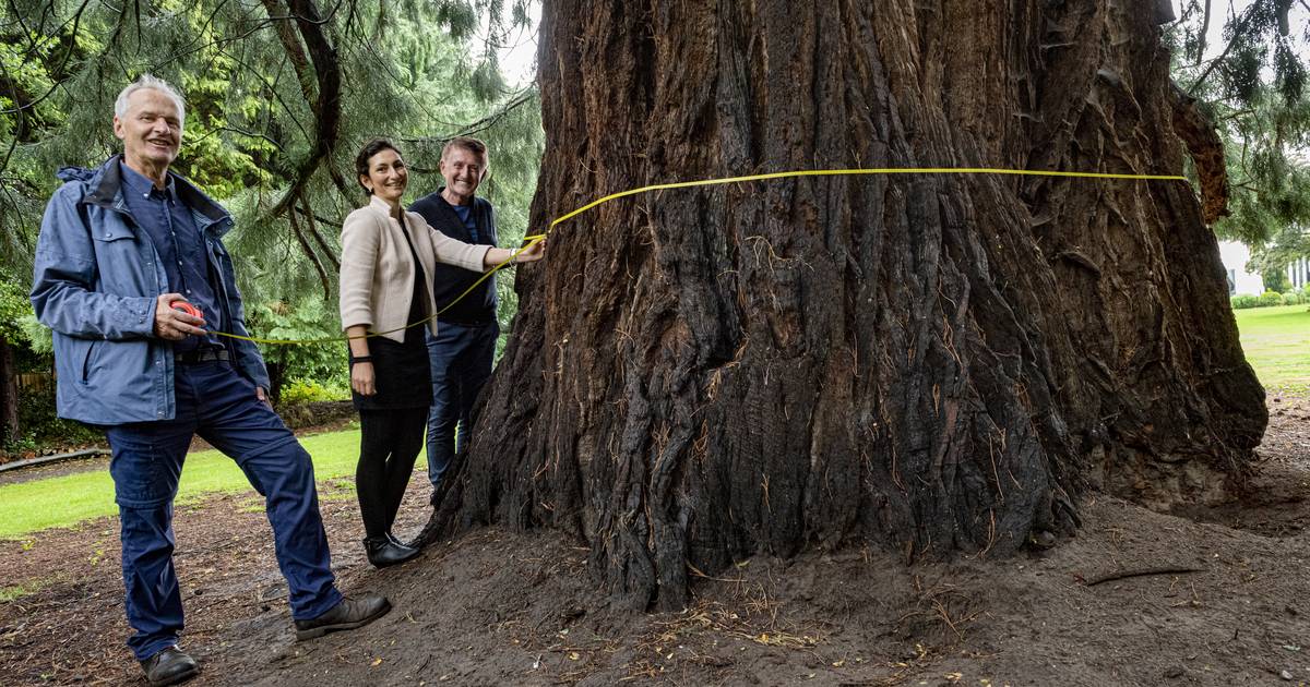 De dikste boom van Nederland staat in Brummen: ‘Onze mammoet begroet ...