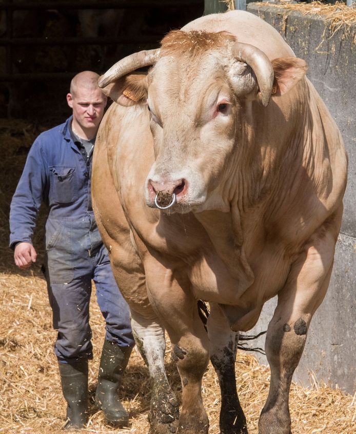 Het gevaar ligt altijd op de loer met een stier | Achterhoek ...