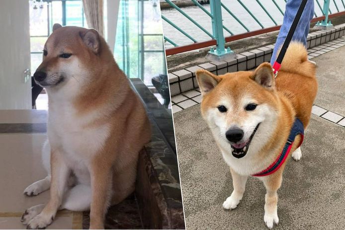 Wereldberoemde meme-hond Balltze is overleden: “Ik hoop dat hij de ...