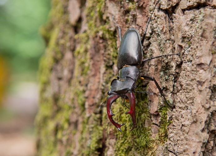 Het vliegend hert, curieus en vechtersbaas | De Vallei | gelderlander.nl