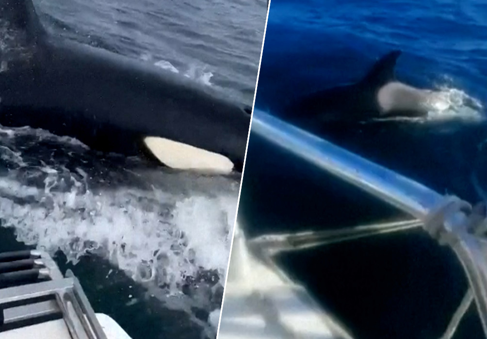 Orka’s vallen zeilboten aan voor Spaanse kust, en niemand weet waarom ...