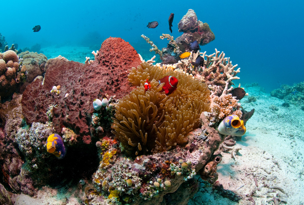 Verzuring van oceanen heeft invloed op al het leven onder water | De Morgen