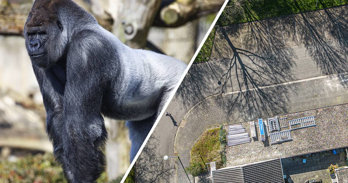 Nieuws gemist? Gorilla Bokito overleden • Man opgepakt voor ...