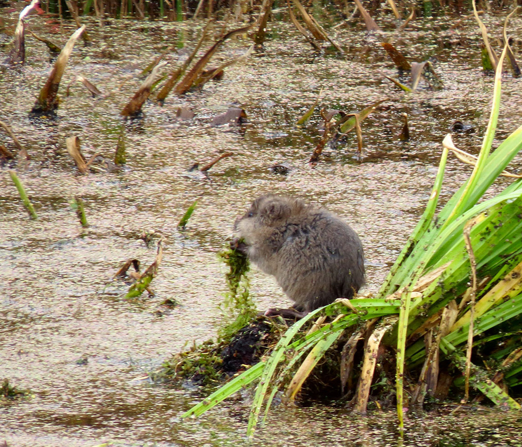 Zeldzame noordse woelmuis bedreigd door aardmuis | Foto | AD.nl