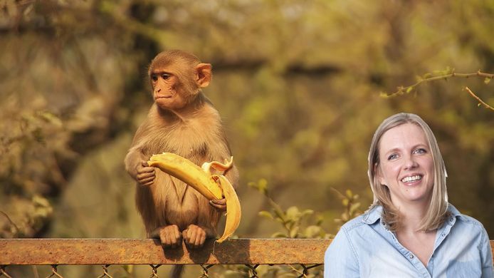 Apen zijn best grappig. Als ze achter een hek zitten | Opinie | ed.nl