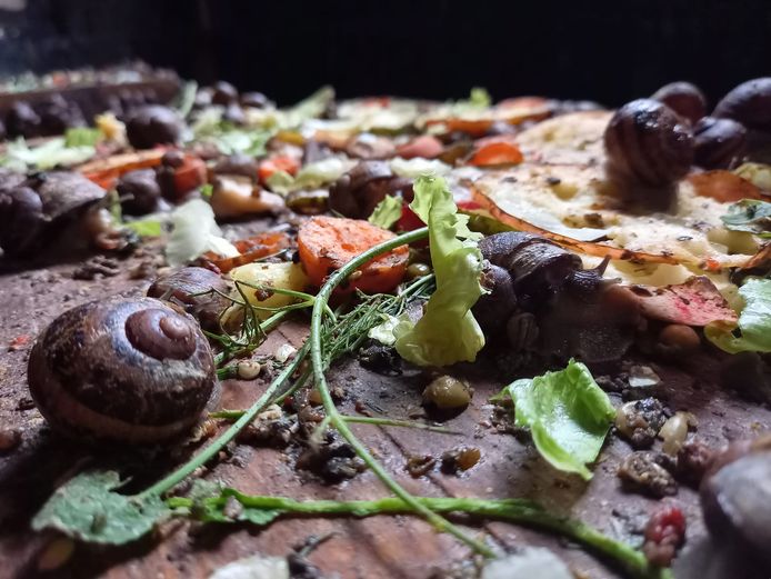 Slakken zijn het voedsel van de toekomst en ze worden gewoon in ...