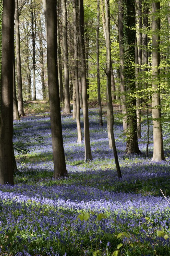 Genieten van de pracht van blauwe boshyacinten in het Brakelbos ...